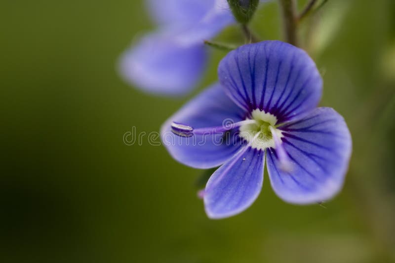 Veronica flower stock image. Image of herb, horizontal - 40197351