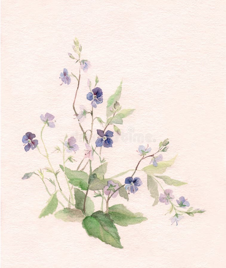Veronica Flowers Watercolor Painting. Stock Illustration - Illustration ...