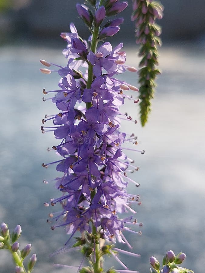 Veronica longifolia stock photo. Image of flowering - 252563218
