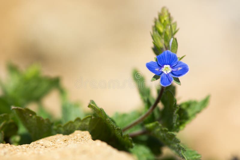 Veronica Chamaedrys in Fiore Fotografia Stock - Immagine di selvaggio ...