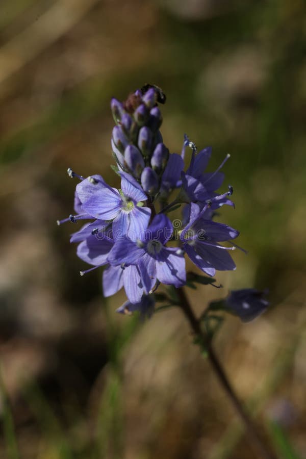 Veronica Prostrata, the Prostrate Speedwell or Rock Speedwell Flower in ...
