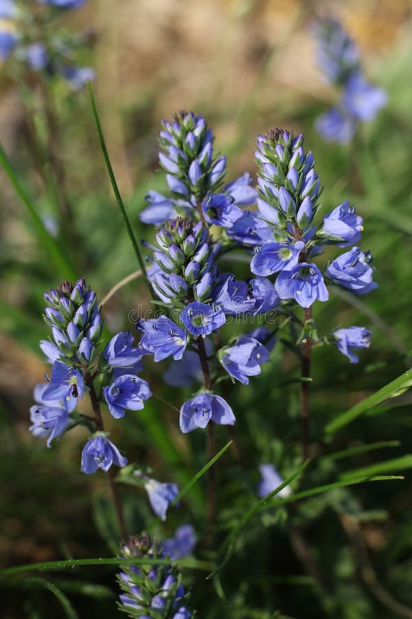 Veronica Prostrata, the Prostrate Speedwell or Rock Speedwell Flower in ...