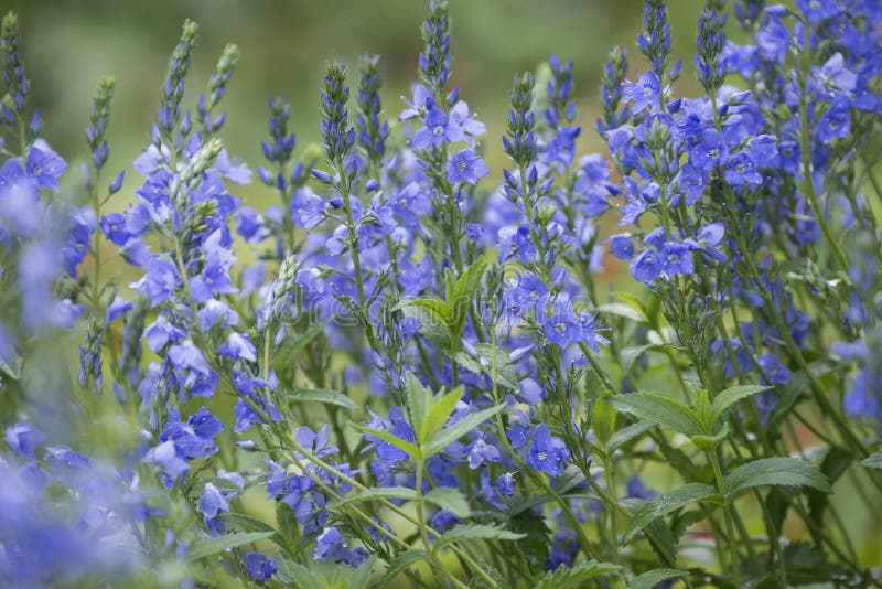 Prostrate Speedwell or Rock Speedwell - Veronica Prostrata Stock Image ...