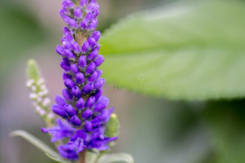 Veronica spicata Christa stock image. Image of ends, floral - 60125707