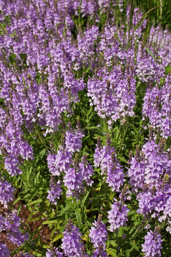 Veronica teucrium flowers stock photo. Image of ornamental - 94905000