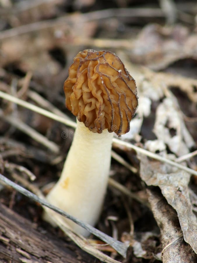 Verpa Bohemica. Morchellaceae. Spring Mushroom. Stock Image - Image of ...