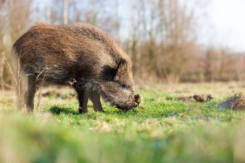 Verraco imagen de archivo. Imagen de flora, fauna, animales - 28644793