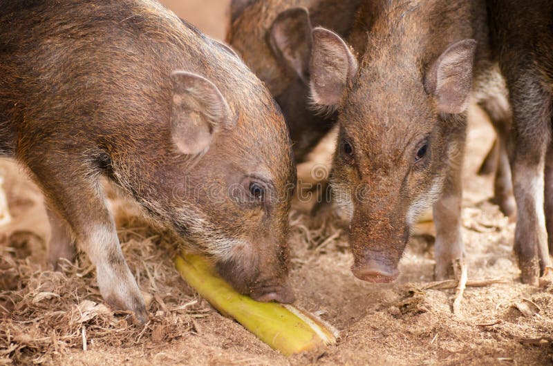 Verraco foto de archivo. Imagen de cerdo, agricultura - 57226084