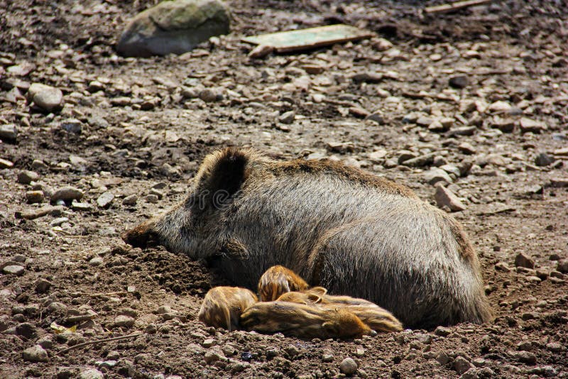 Verraco imagen de archivo. Imagen de amplio, piernas - 54037073
