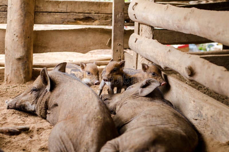 Verraco foto de archivo. Imagen de cerdo, agricultura - 57226084