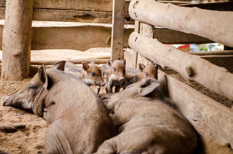 Verraco foto de archivo. Imagen de cerdo, agricultura - 57226084
