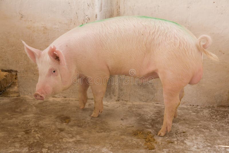 Verraco imagen de archivo. Imagen de cerdo, zambia, desvanecer - 6433107