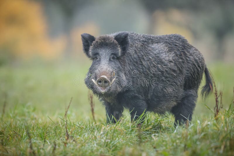 Verraco Cerdo Grande Que Se Sienta En Una Pluma En La Granja Imagen de ...