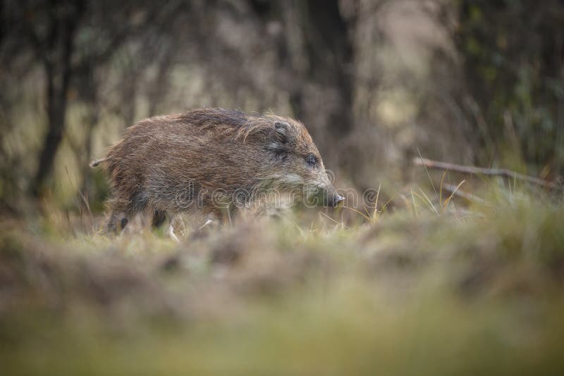 Verraco joven foto de archivo. Imagen de cerdo, retrato - 63014990