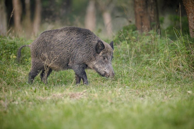 Verraco Salvaje Masculino En La Nieve Foto de archivo - Imagen de ...