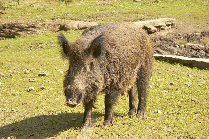 Verraco salvaje 02 imagen de archivo. Imagen de animal - 855173