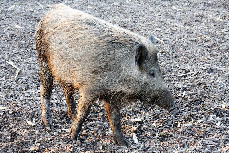 Verraco salvaje imagen de archivo. Imagen de agricultura - 11135701