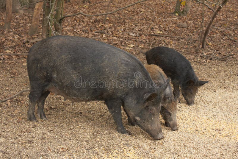 Verraco salvaje imagen de archivo. Imagen de verraco - 11772467