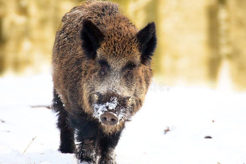 Verraco salvaje imagen de archivo. Imagen de granja, cerdo - 12361903