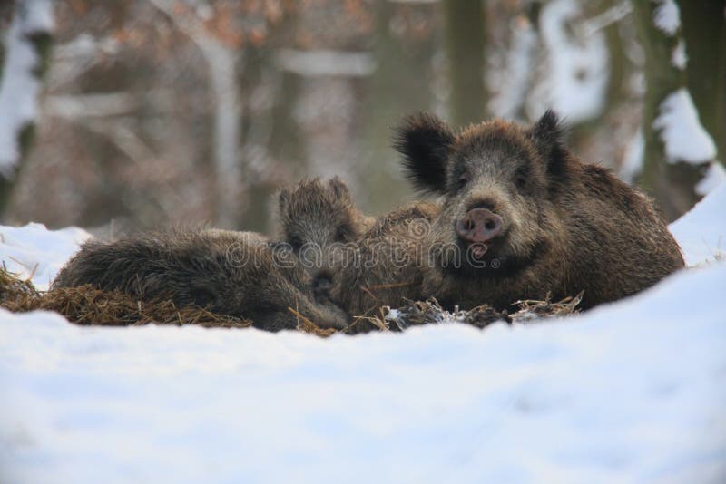 Verraco salvaje imagen de archivo. Imagen de cerdo, bosque - 12362369