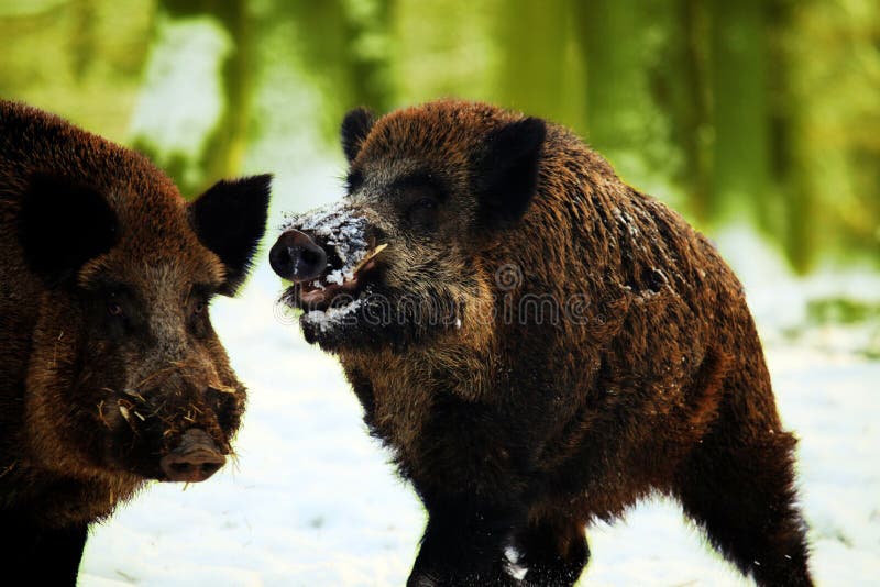 Verraco salvaje foto de archivo. Imagen de granja, standing - 12593422