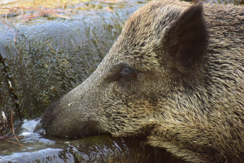Verraco Salvaje, También Cerdo Salvaje, Scrofa Del Sus Foto de archivo ...