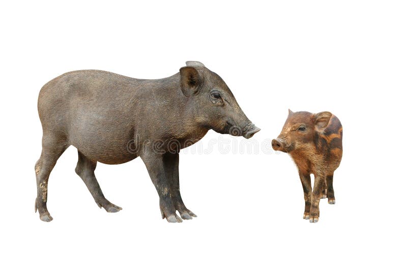 Verraco salvaje imagen de archivo. Imagen de joven, mirada - 17494505