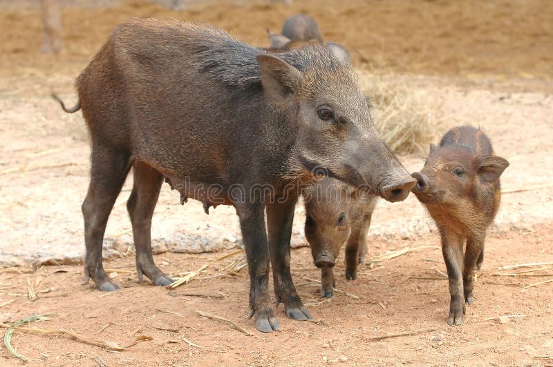 Cerdos salvajes imagen de archivo. Imagen de verracos - 14013033