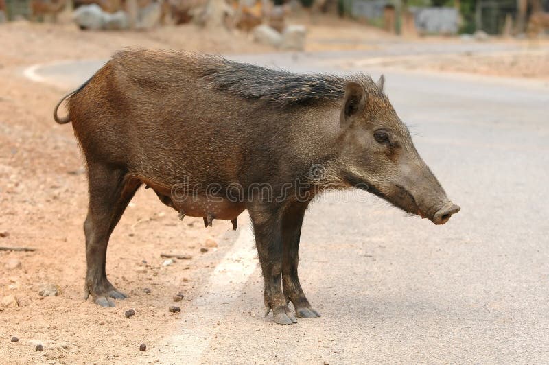 Verraco salvaje foto de archivo. Imagen de caza, criatura - 17613732
