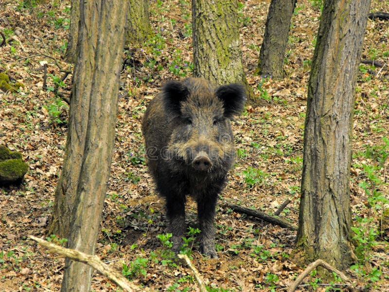 Verraco salvaje 2 foto de archivo. Imagen de cerdo, fauna - 19079738