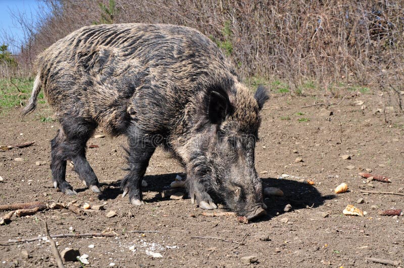 Verraco salvaje imagen de archivo. Imagen de fondo, cerdo - 24330025