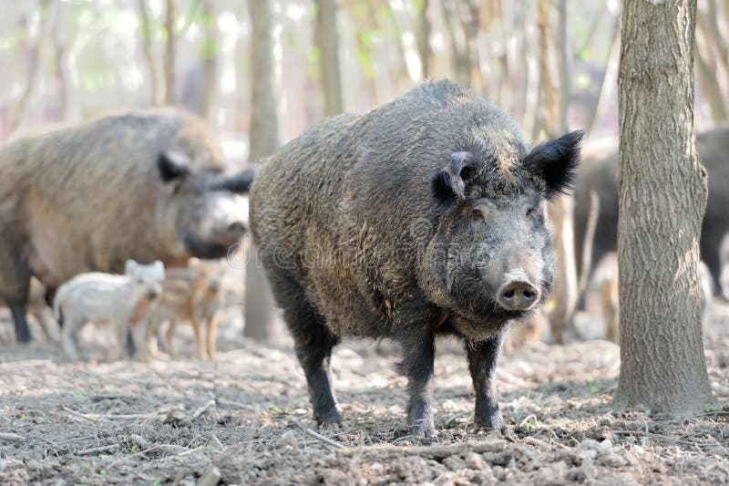 Verraco salvaje imagen de archivo. Imagen de cara, verraco - 24752095