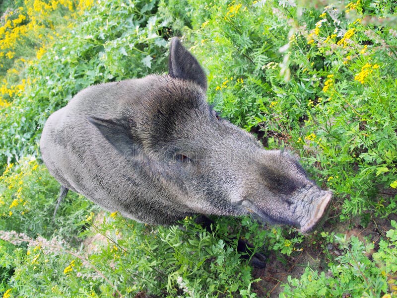 1,536 Cerdo Negro Del Verraco Fotos - Libres de Derechos y Gratuitas de ...