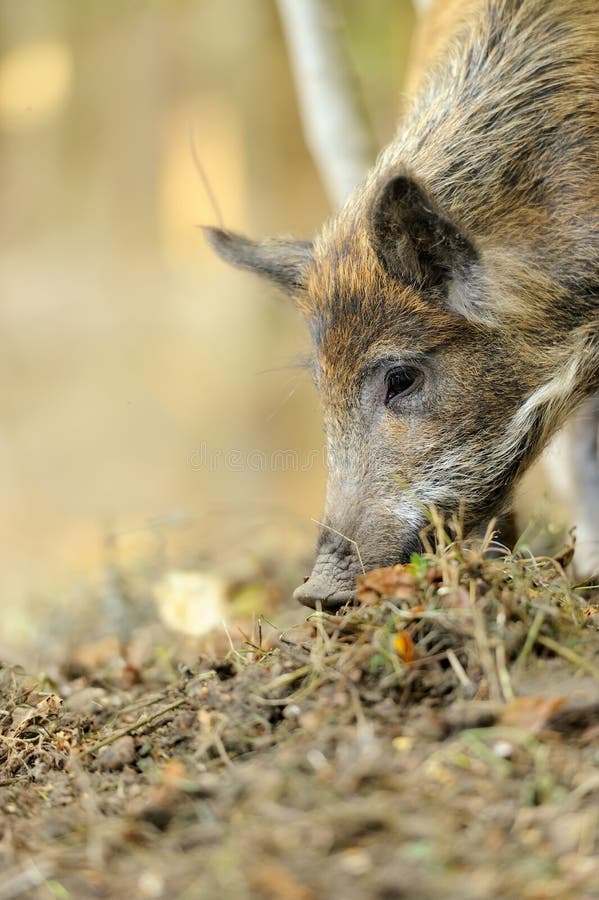 Verraco salvaje imagen de archivo. Imagen de exterior - 27083755