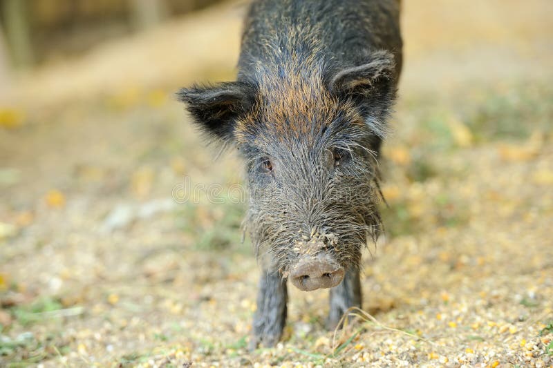 Verraco salvaje imagen de archivo. Imagen de verraco - 27083763