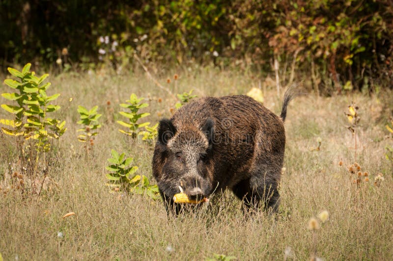 Verraco salvaje en nieve foto de archivo. Imagen de peligroso - 26302030