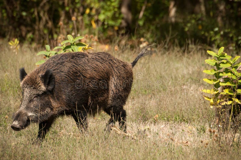 Familia Del Verraco Salvaje Imagen de archivo - Imagen de animal, piel ...
