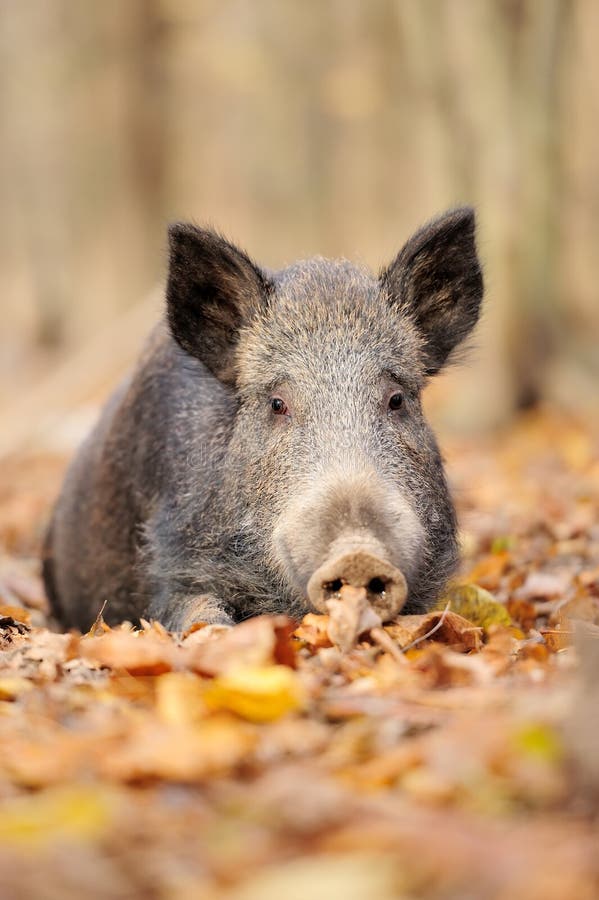 Verraco salvaje foto de archivo. Imagen de riesgo, pista - 27632714
