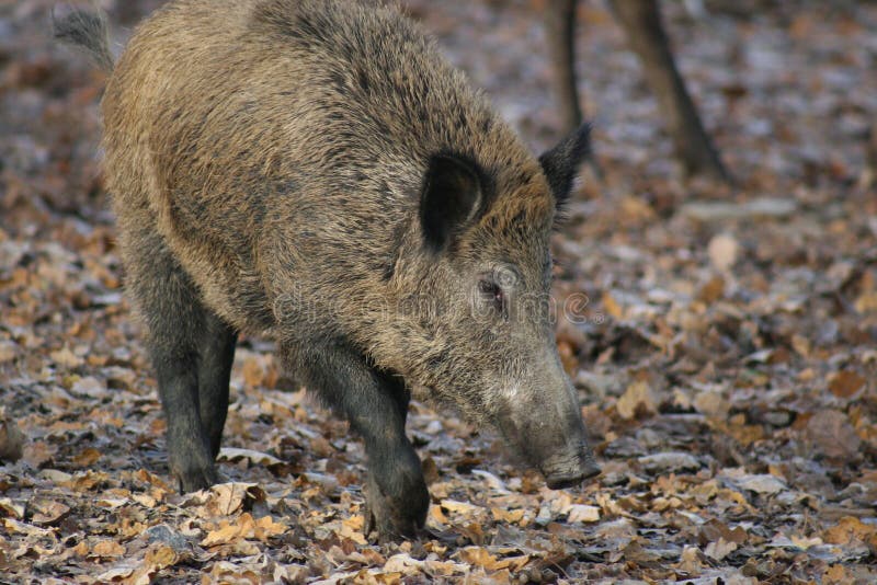 Verraco salvaje imagen de archivo. Imagen de salvaje, hoofs - 9447113