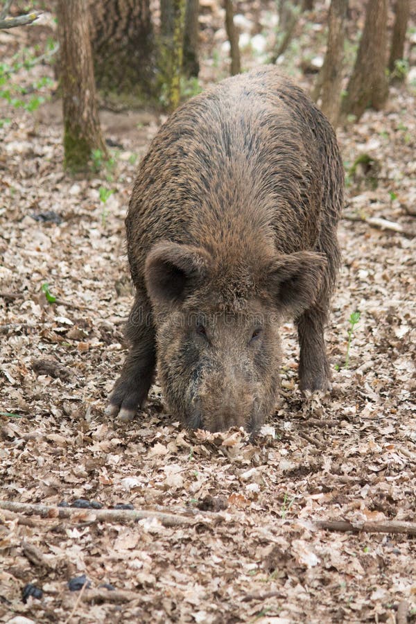 Verraco vivo en blanco foto de archivo. Imagen de cerda - 94924360