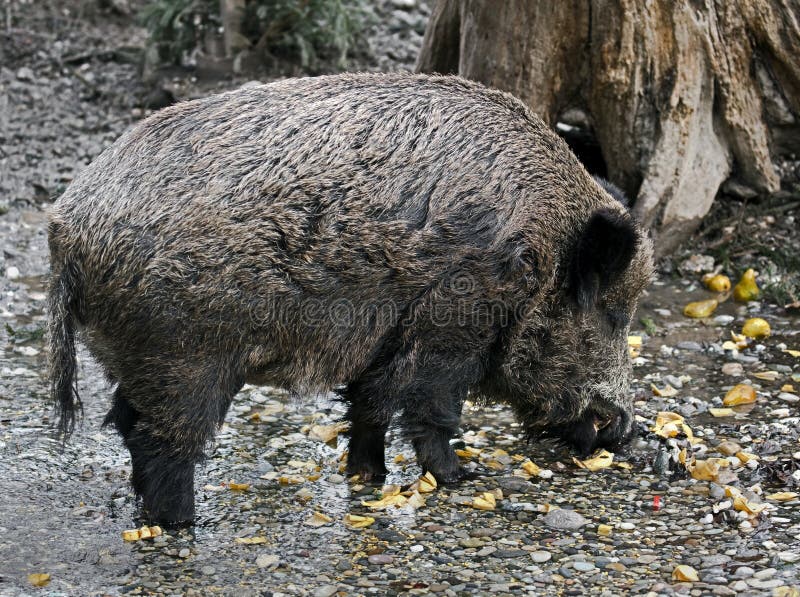 Verraco salvaje imagen de archivo. Imagen de cubo, empuje - 66251333