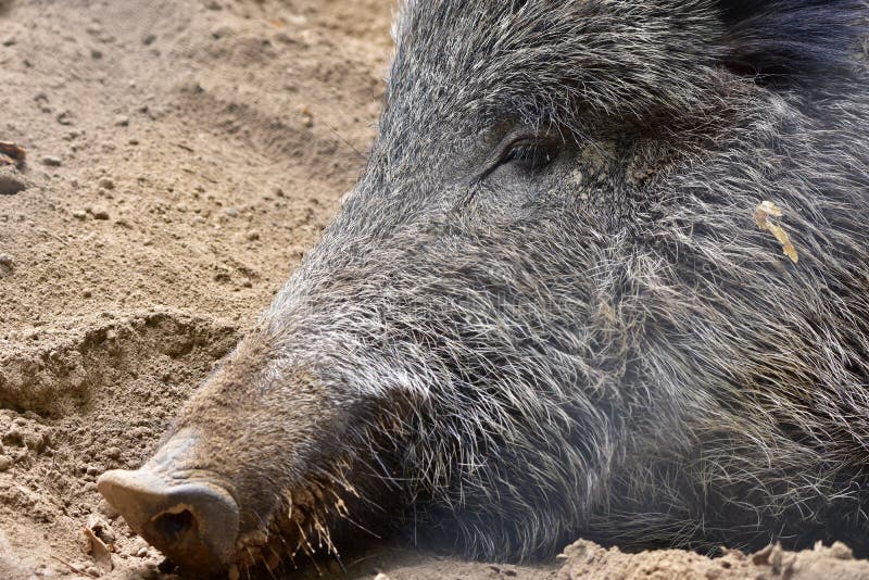 Verraco salvaje foto de archivo. Imagen de fuerte, cerdos - 78750824