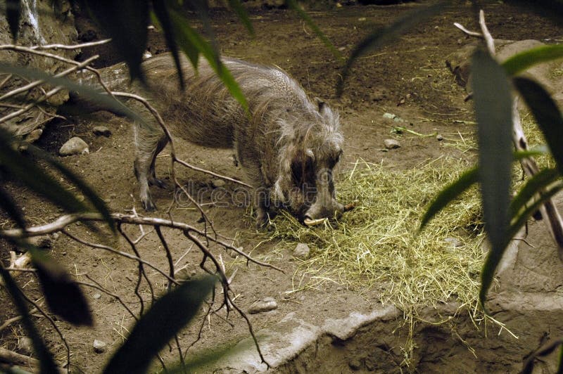 Verraco salvaje imagen de archivo. Imagen de fondo, cerdo - 24330025