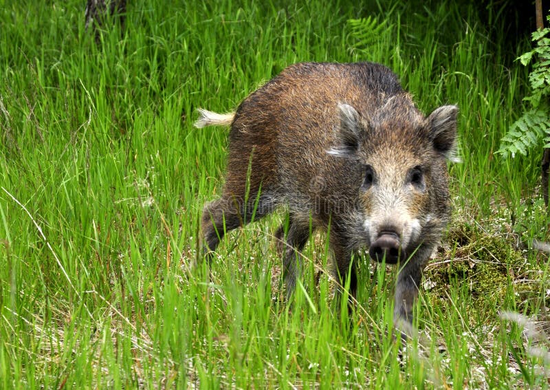 Verraco salvaje joven imagen de archivo. Imagen de litera - 14810065