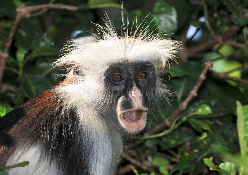 Verrast Zanzibar Rode Colobus Stock Afbeelding - Image of toerisme ...
