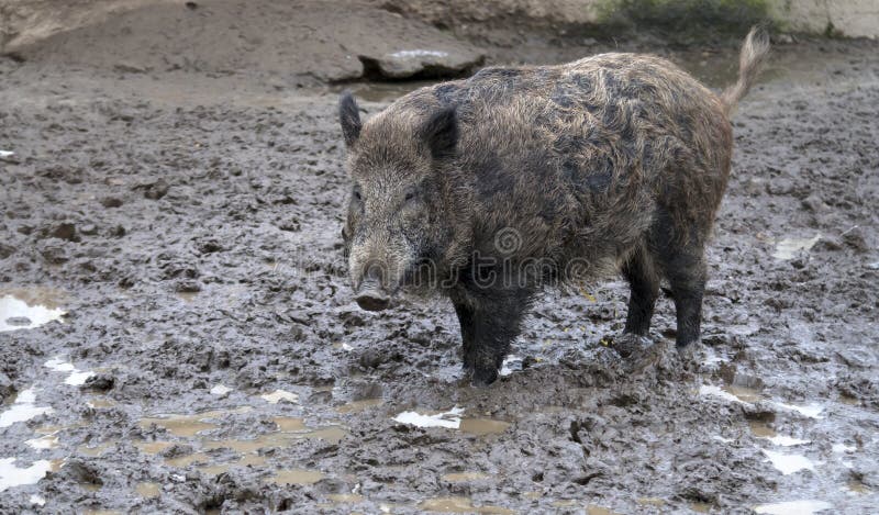 Verrat Photos Stock - Téléchargez 20,284 Photos libres de droits