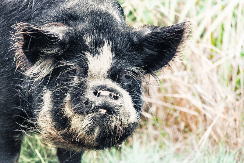 Vieux Verrat Photos Stock - Téléchargez 1,583 Photos libres de droits