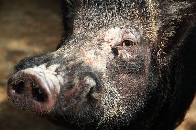 Verrat Photos Stock - Téléchargez 20,284 Photos libres de droits