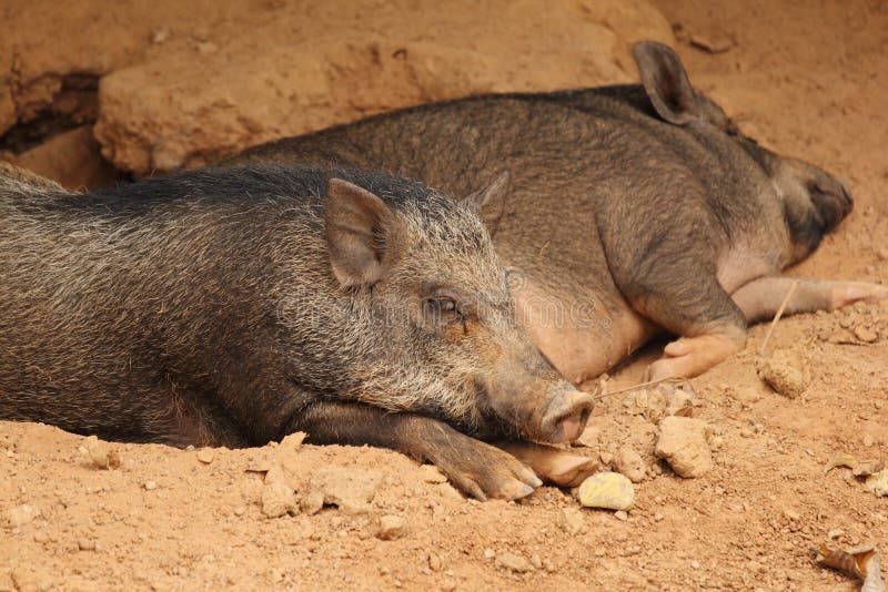 Verrat Photos Stock - Téléchargez 20,284 Photos libres de droits