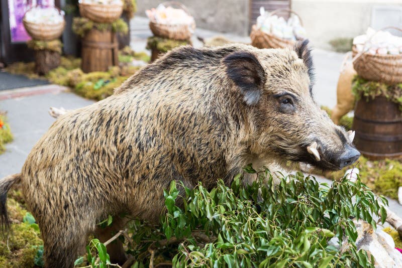 Verrat Photos Stock - Téléchargez 20,284 Photos libres de droits